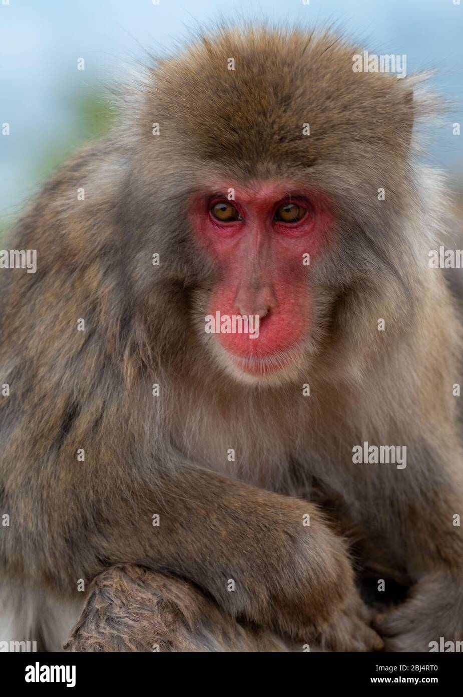 Monkey Behavior High Resolution Stock Photography and Images - Alamy