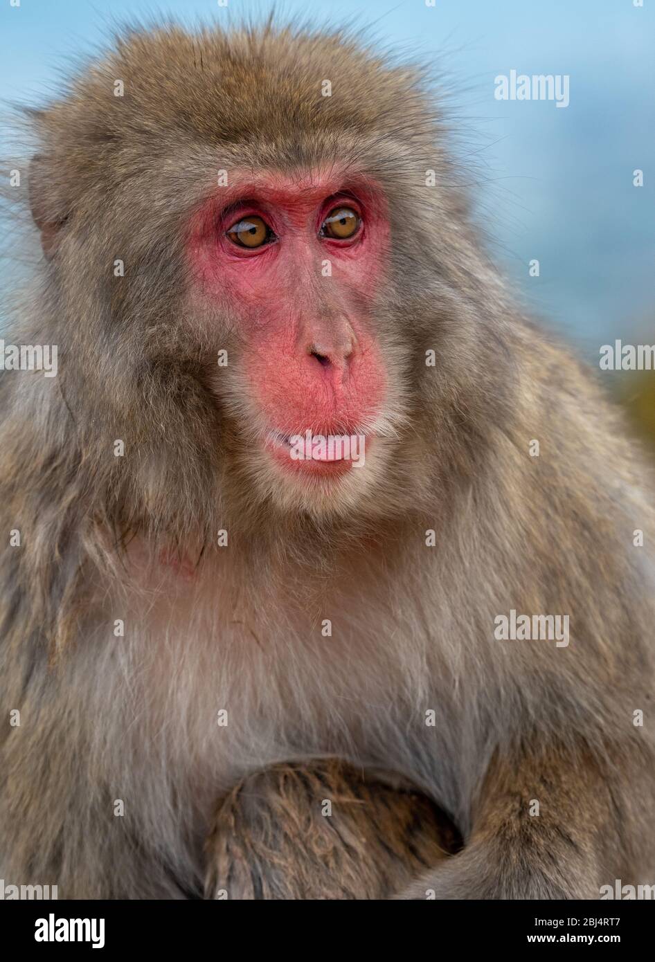 macaque monkey at Arashiyama monkey park, Kyoto, Japan Stock Photo - Alamy