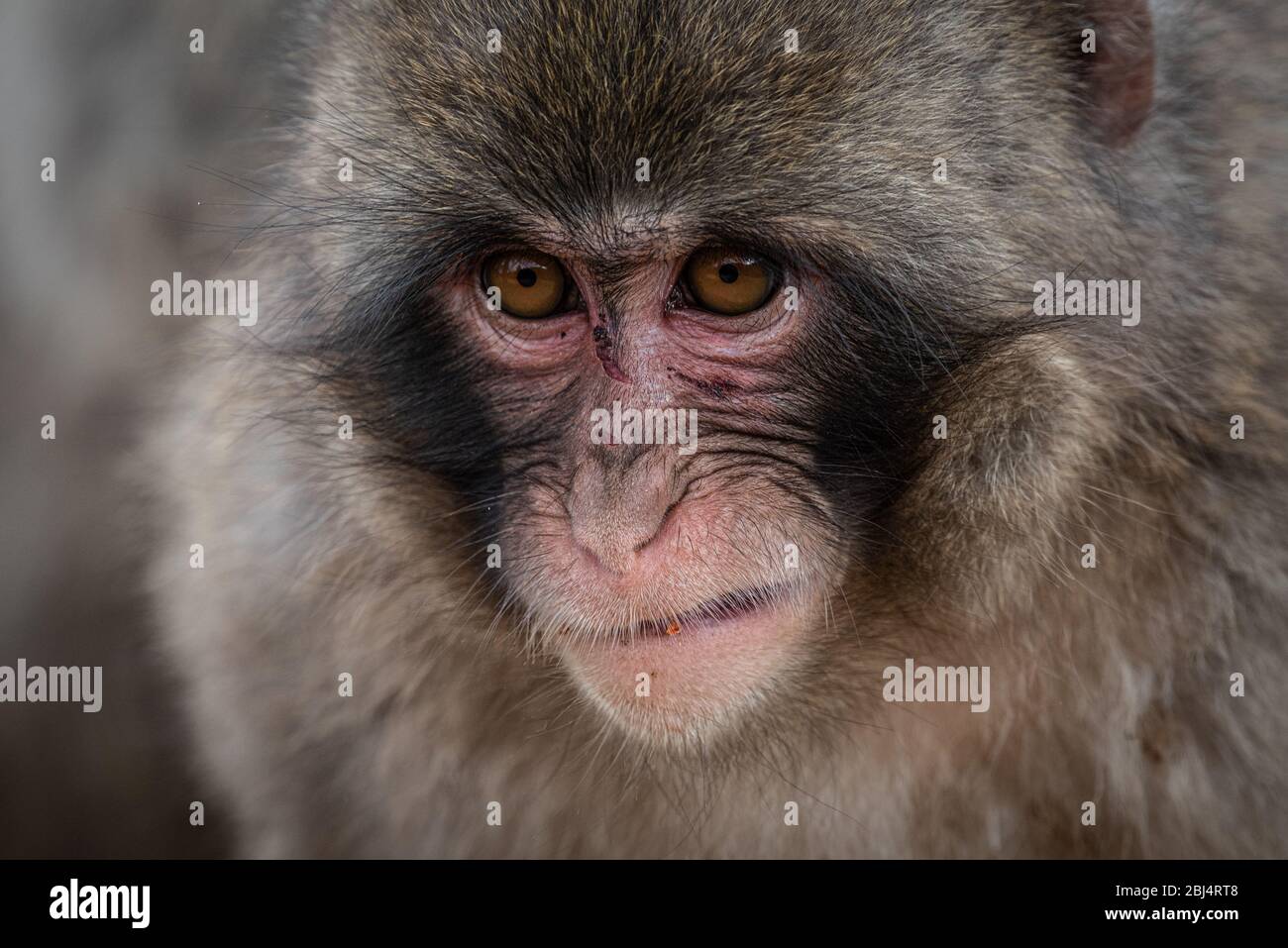 macaque monkey at Arashiyama monkey park, Kyoto, Japan Stock Photo - Alamy