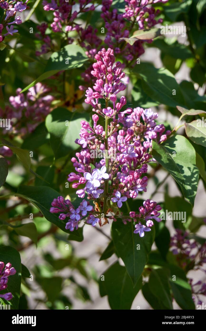 Syringa lilac is a genus of 12 currently recognized 1 species of ...