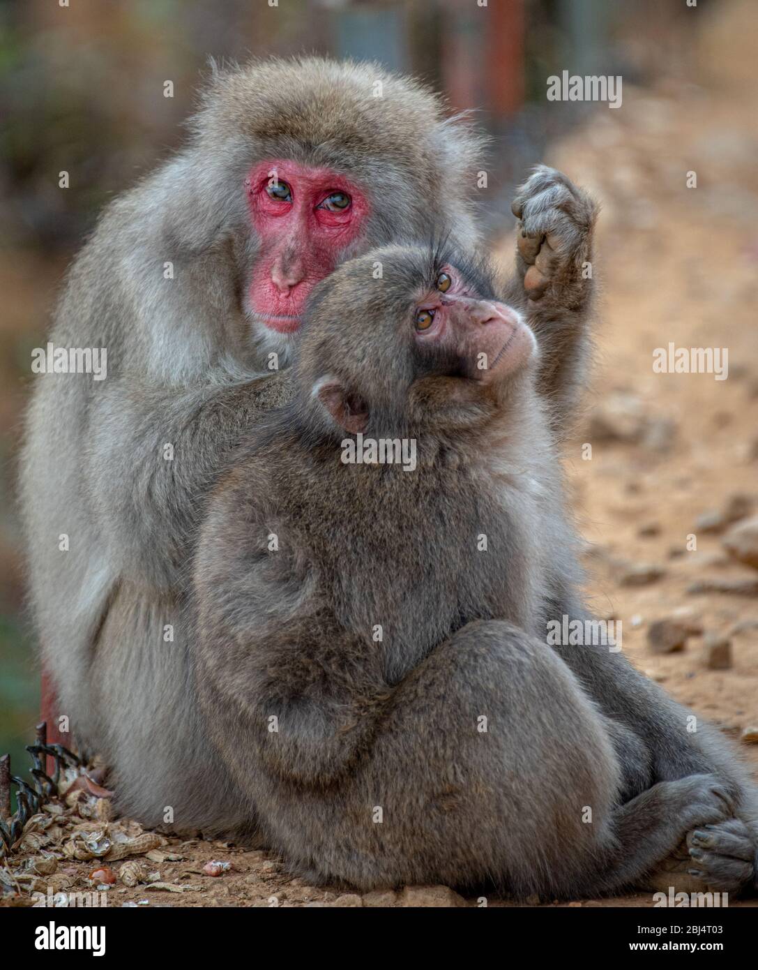 macaque monkey at Arashiyama monkey park, Kyoto, Japan Stock Photo - Alamy