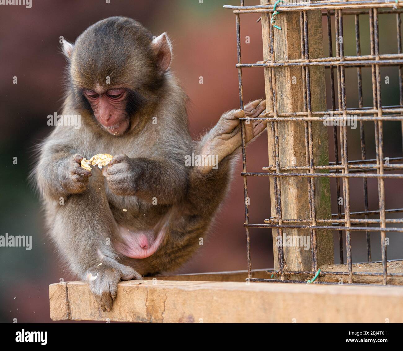 Monkey park arashiyama kyoto japan hi-res stock photography and images ...