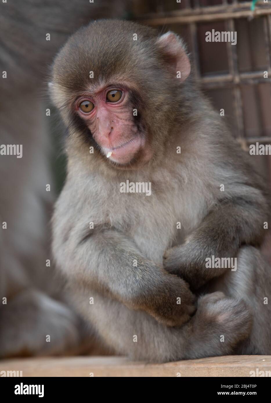Monkey park arashiyama kyoto japan hi-res stock photography and images ...