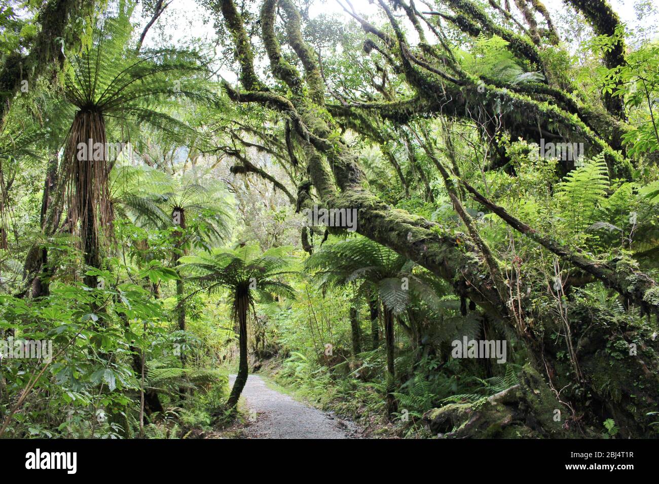 Beautiful rainforest near Franz Josef Glacier with an exciting hiking ...