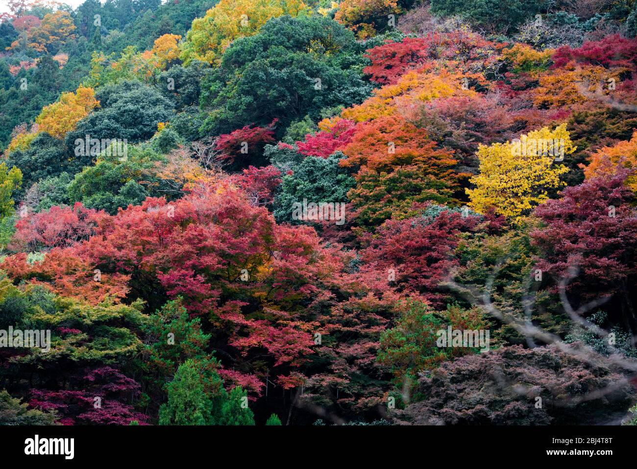 Spectacular fall foliage at Arashiyama, kyoto, Japan Stock Photo - Alamy