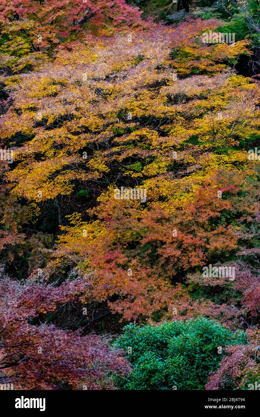 Spectacular fall foliage at Arashiyama, kyoto, Japan Stock Photo - Alamy