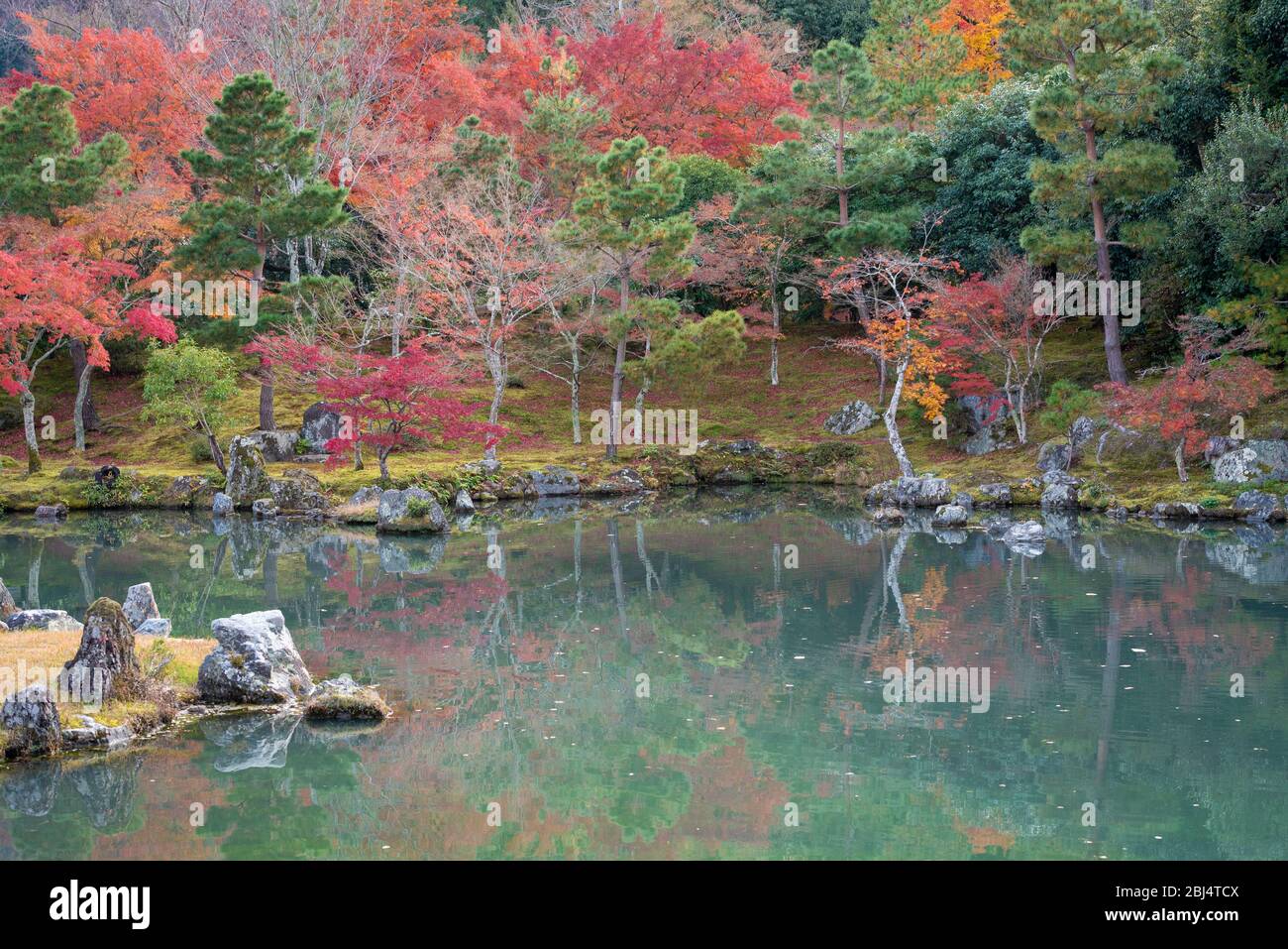 Tenryuji Temple garden with full autumn colors foliage Stock Photo - Alamy