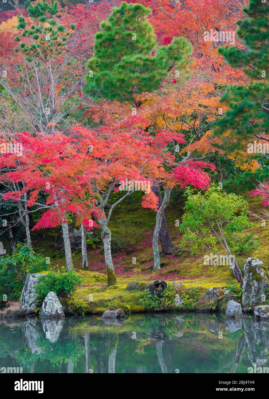 Tenryuji Temple garden with full autumn colors foliage Stock Photo - Alamy