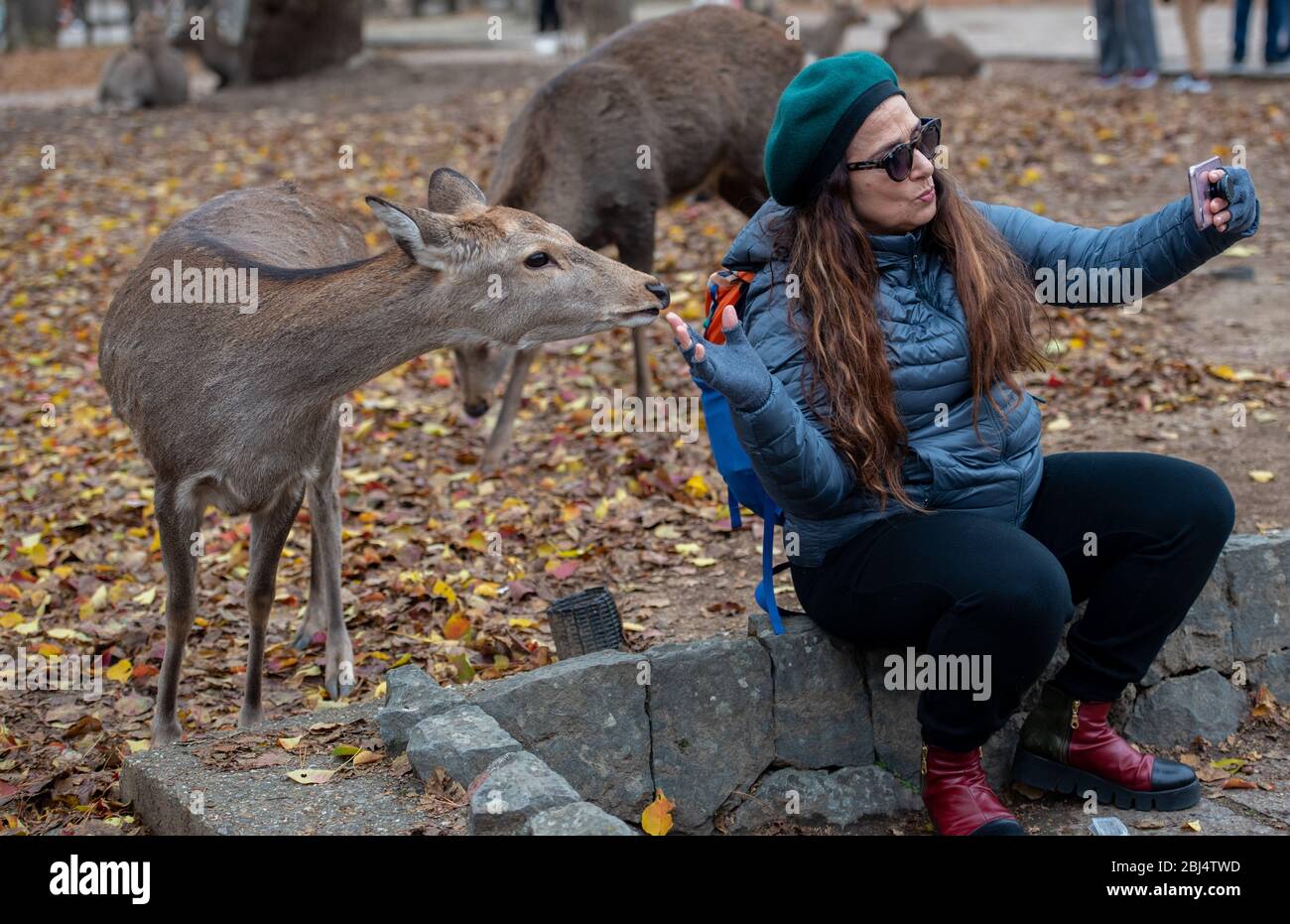 Deer interact with people at the Nara Deer Park, nara, Japan Stock ...