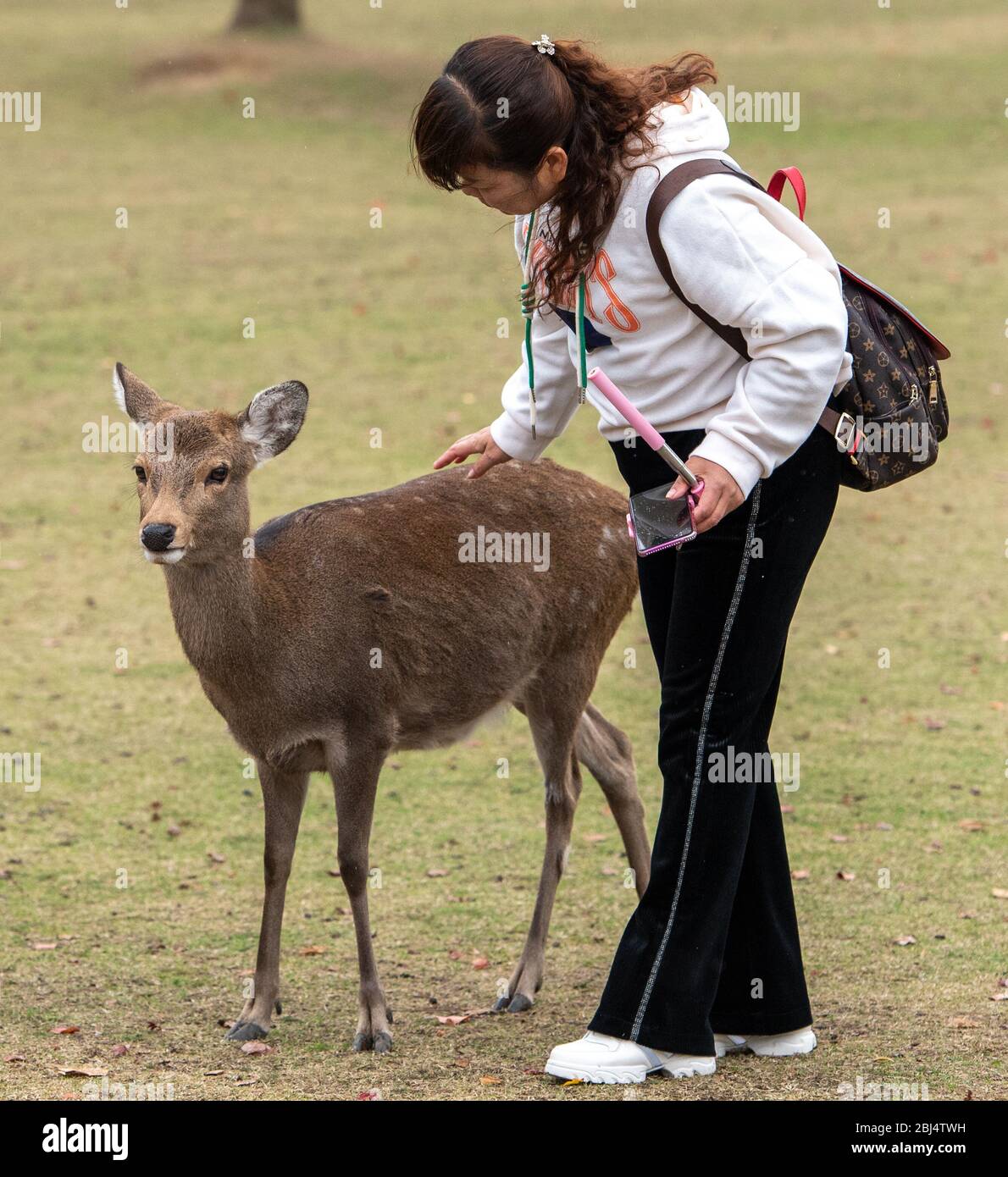 Deer interact with people at the Nara Deer Park, nara, Japan Stock ...