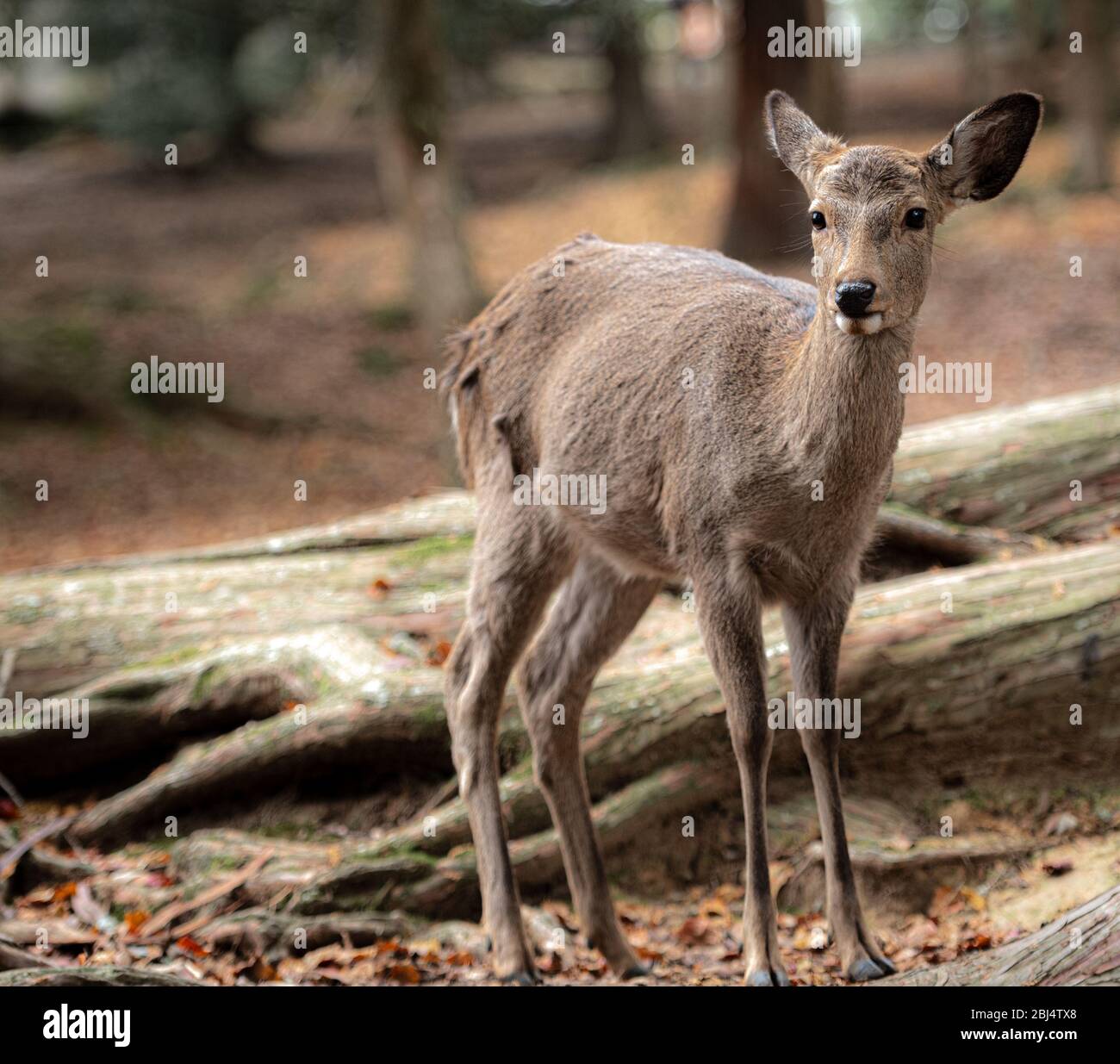 Tame sika deer hi-res stock photography and images - Alamy