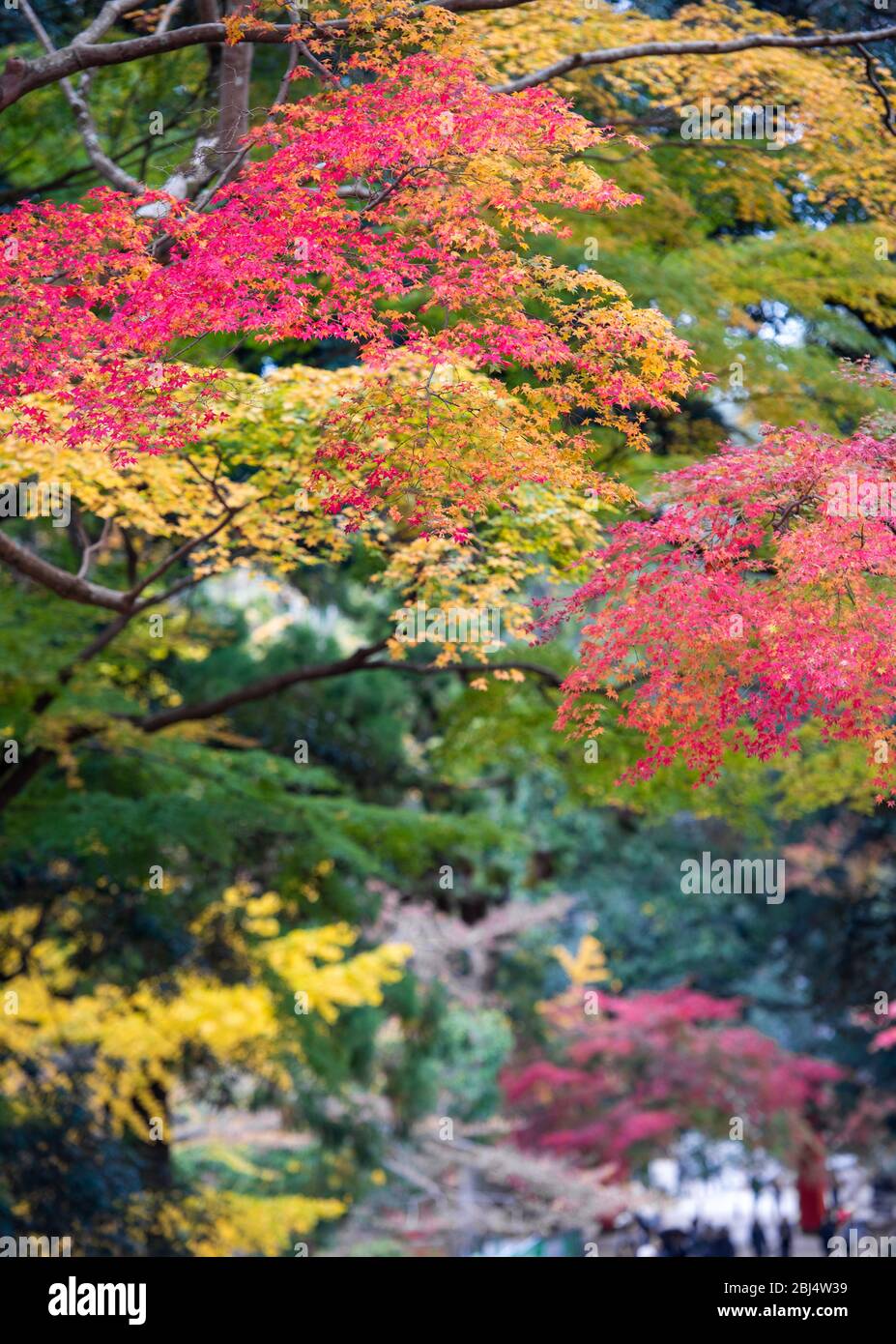 Fall colors and autumn foliage at the Tamukeyama Hachimangu Shrine in ...