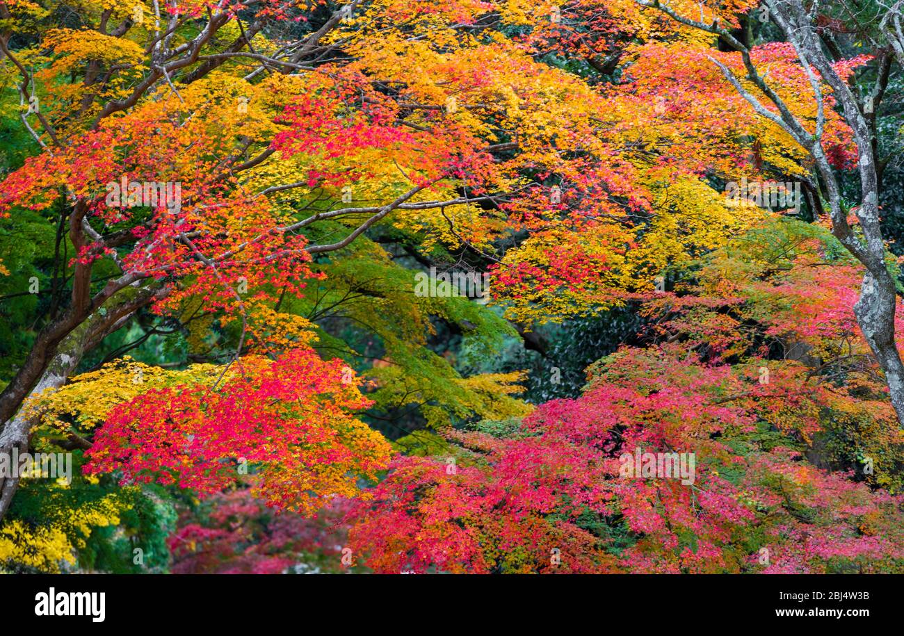 Fall colors and autumn foliage at the Tamukeyama Hachimangu Shrine in ...