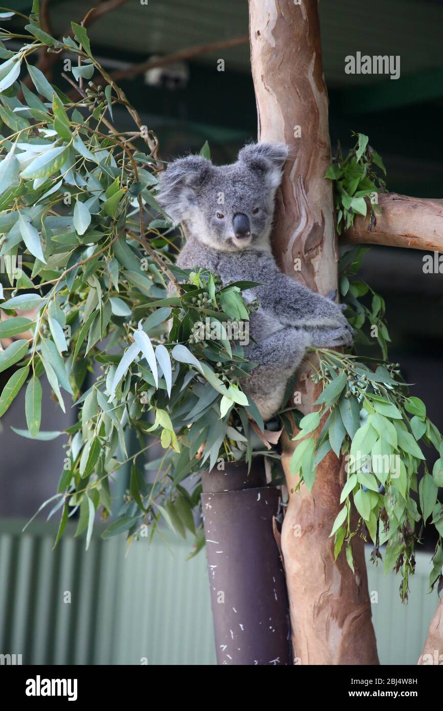 Koala Bears, Australia Stock Photo - Alamy