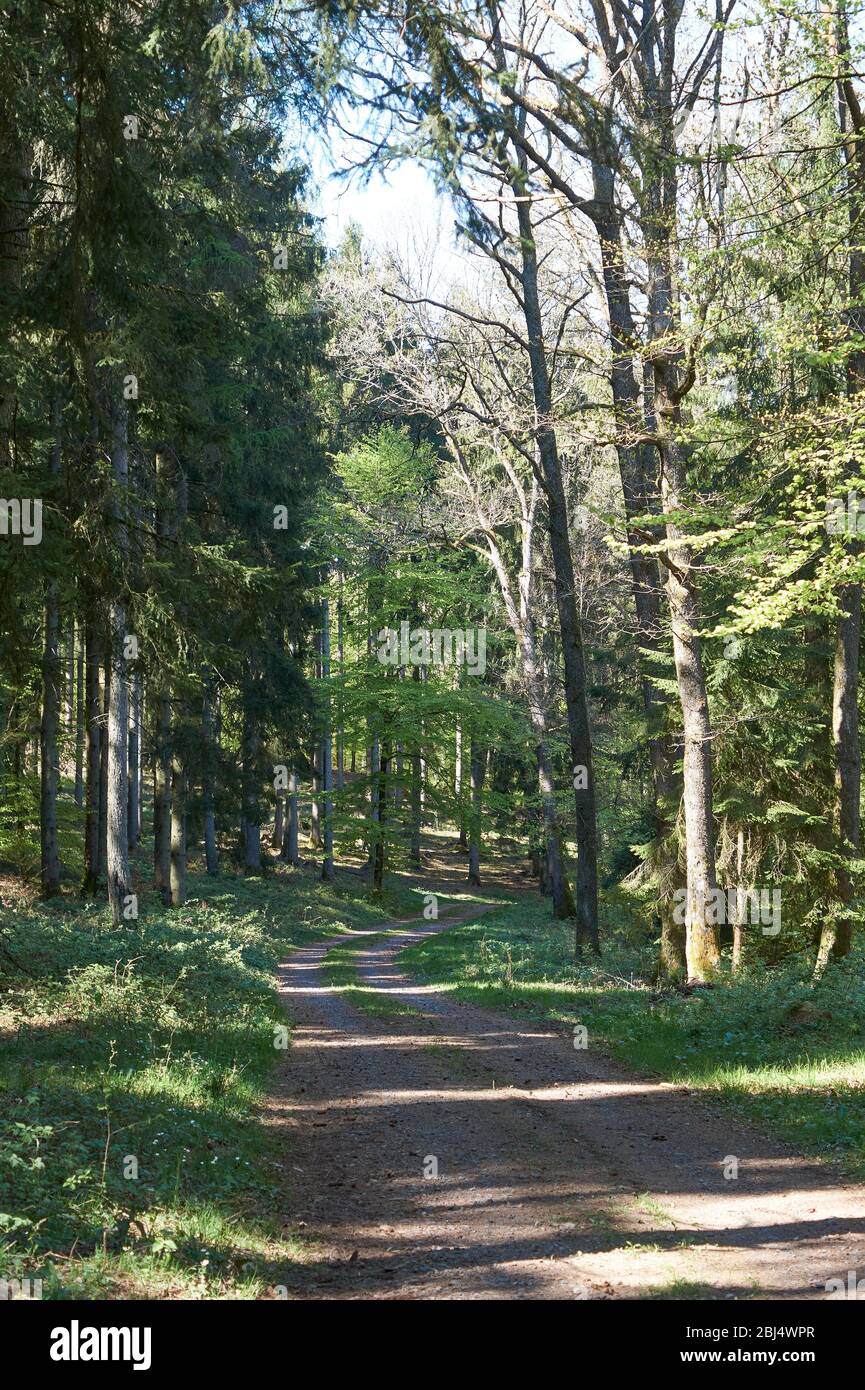 Spring hike on a forest path in the green Eifel, Germany Stock Photo ...