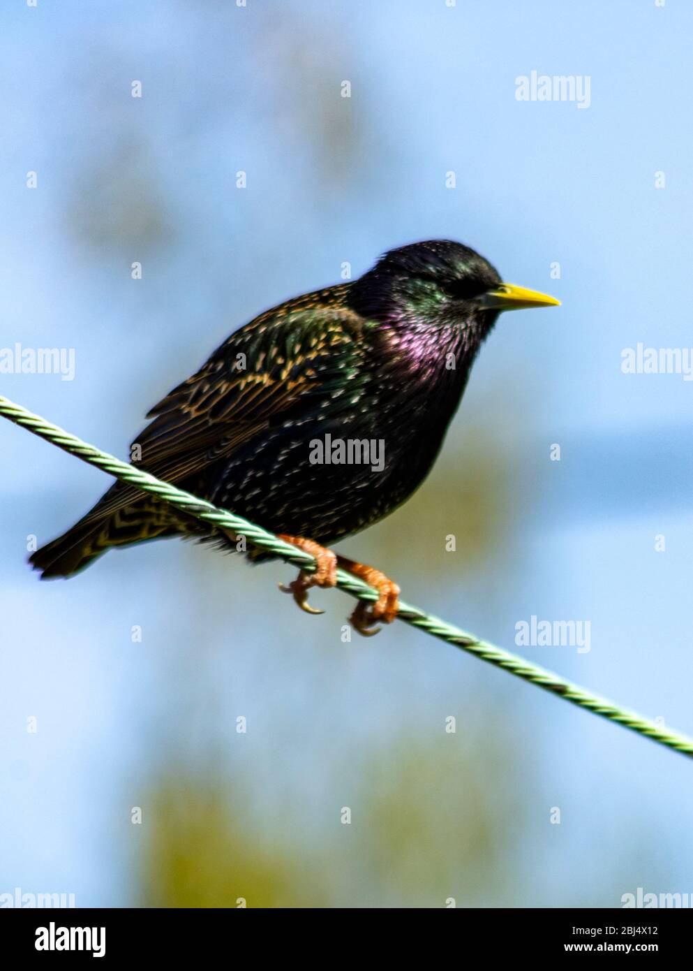 Common starling (Sturnus vulgaris) in colourful spring plumage perched ...