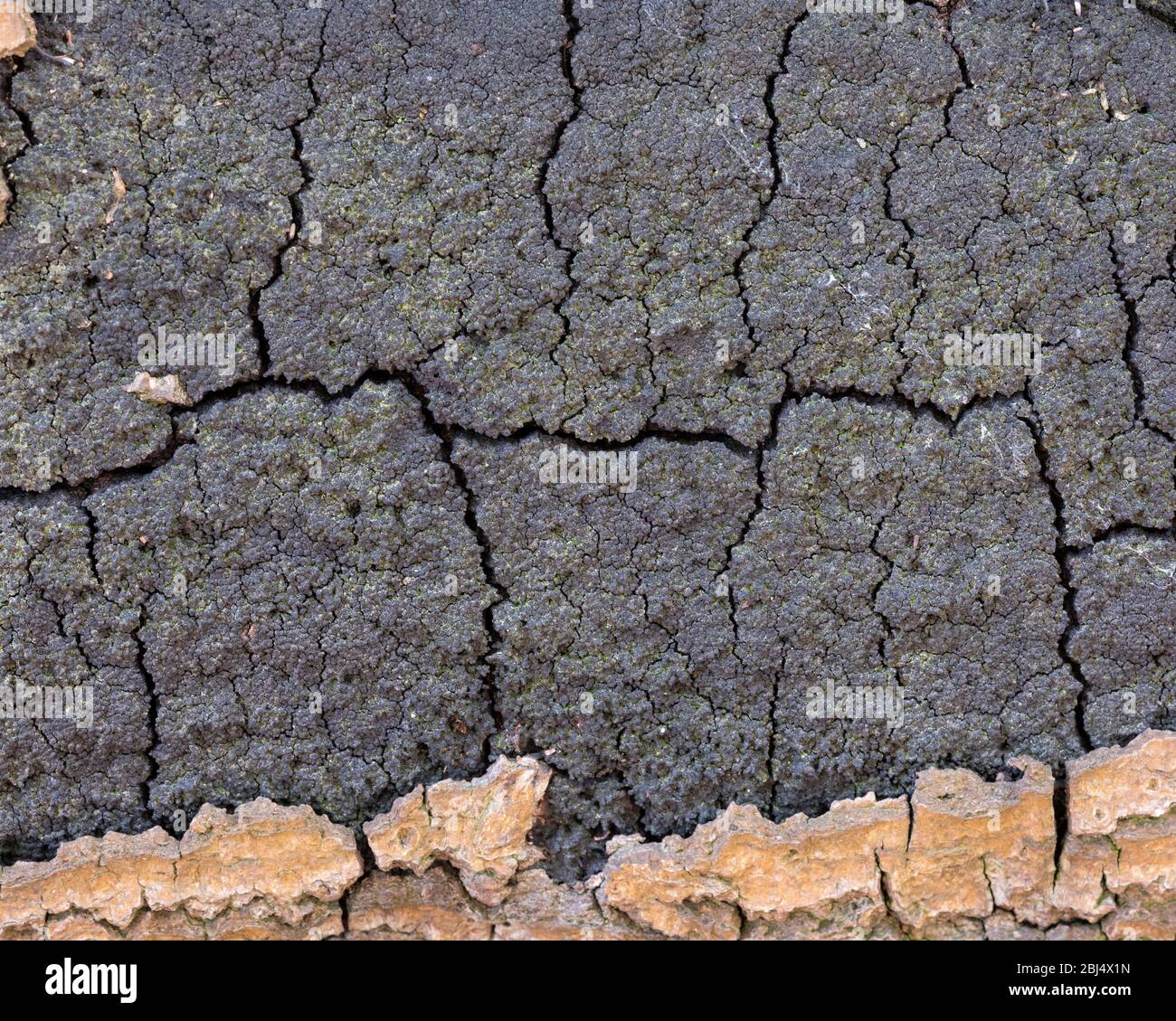 abstract pattern on very old and dry dead tree which can be used as ...