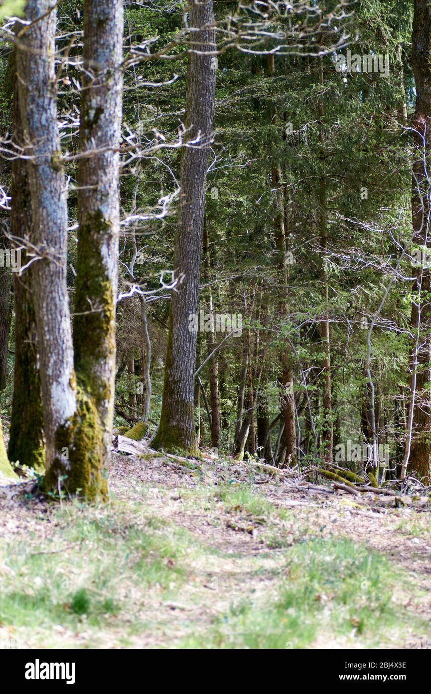 Spring hike on a forest path in the green Eifel, Germany Stock Photo ...