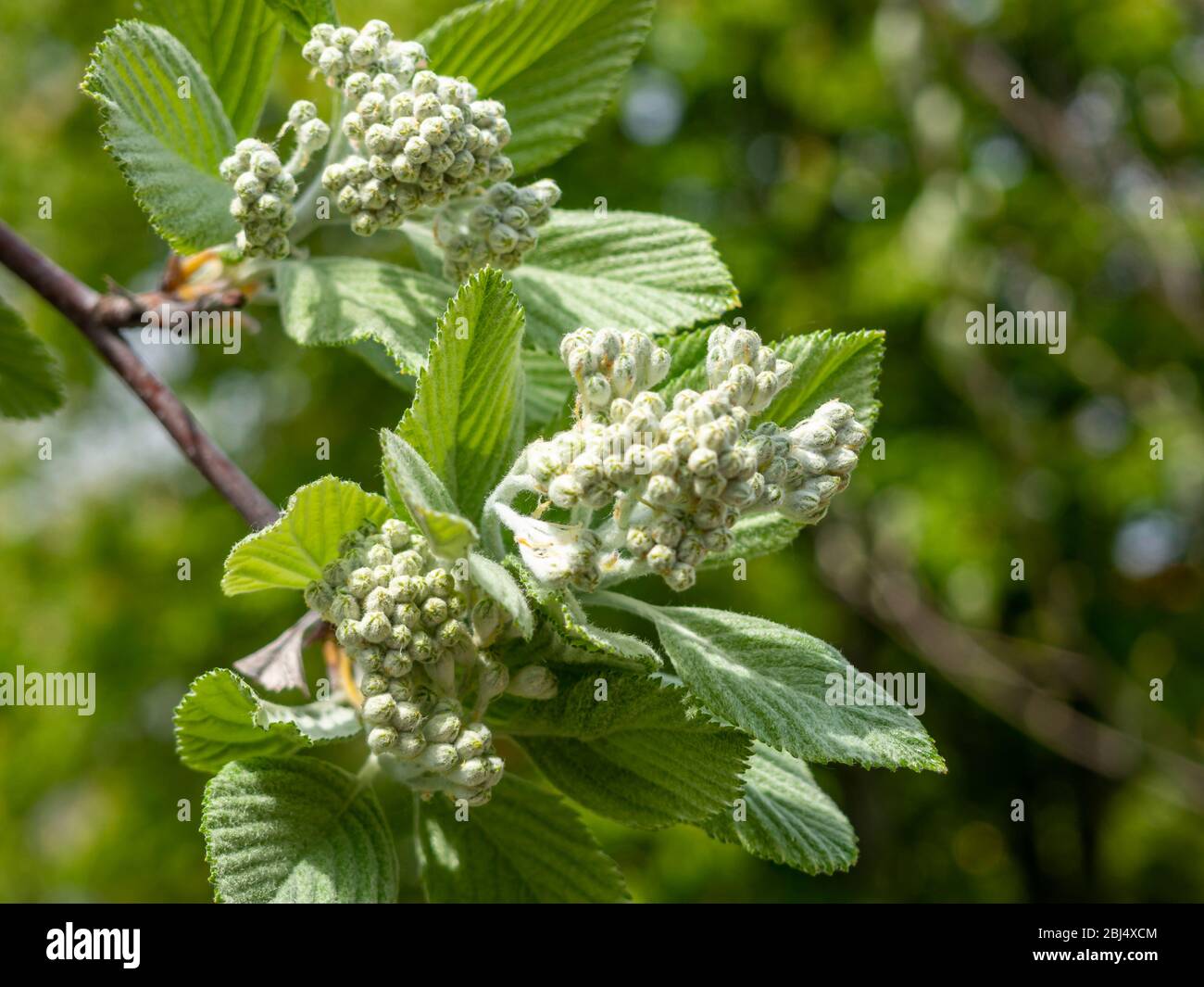 Real whitebeam silver tree leucadendron Stock Photo - Alamy
