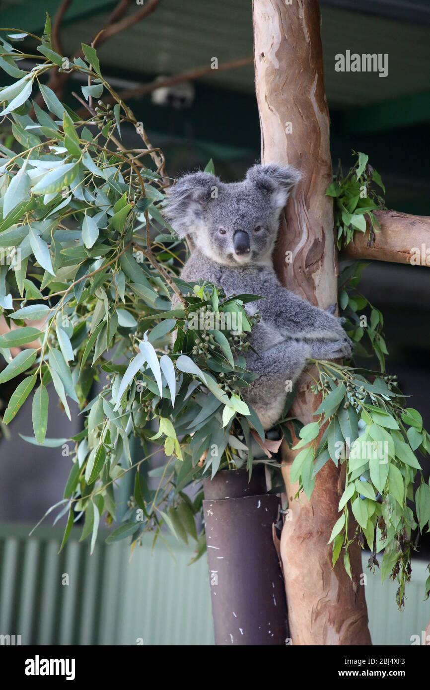 Pair of koala hi-res stock photography and images - Alamy