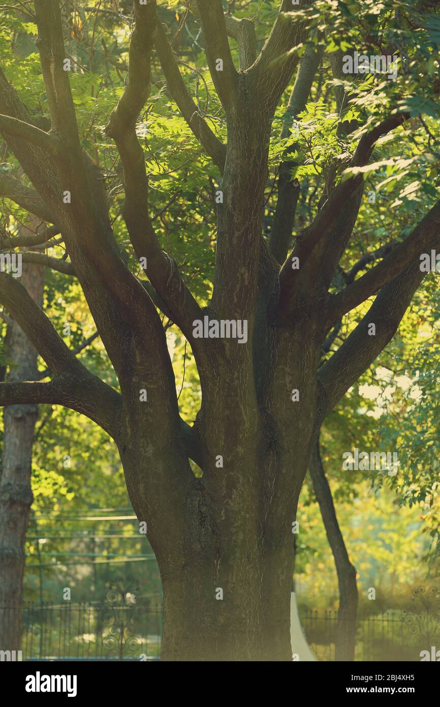 Big beautiful tree in park Stock Photo - Alamy