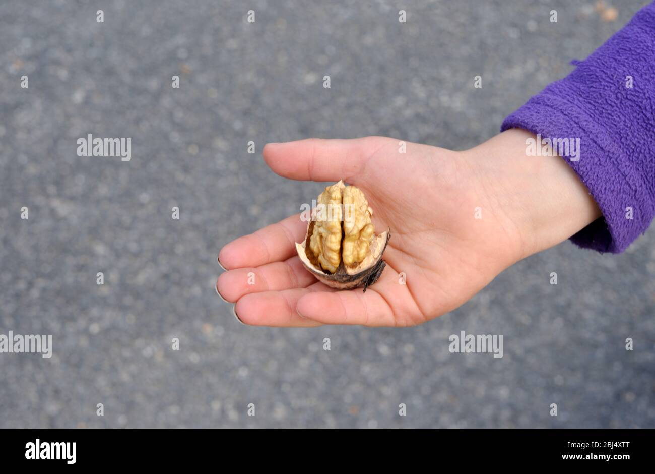 Walnuss hi-res stock photography and images - Alamy