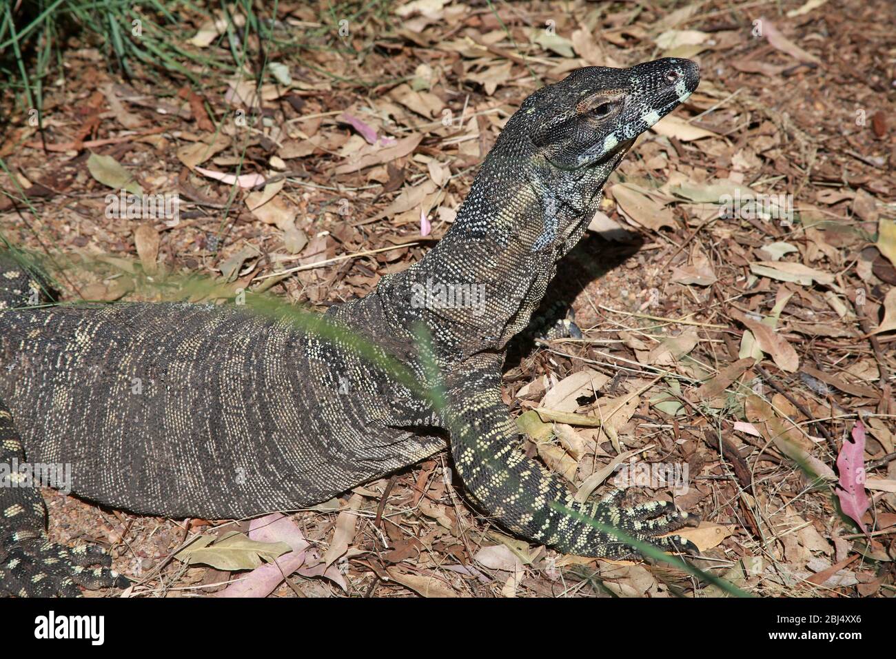 Mertens' water monitor, White Haven Beach, QLD, Australia Stock Photo ...