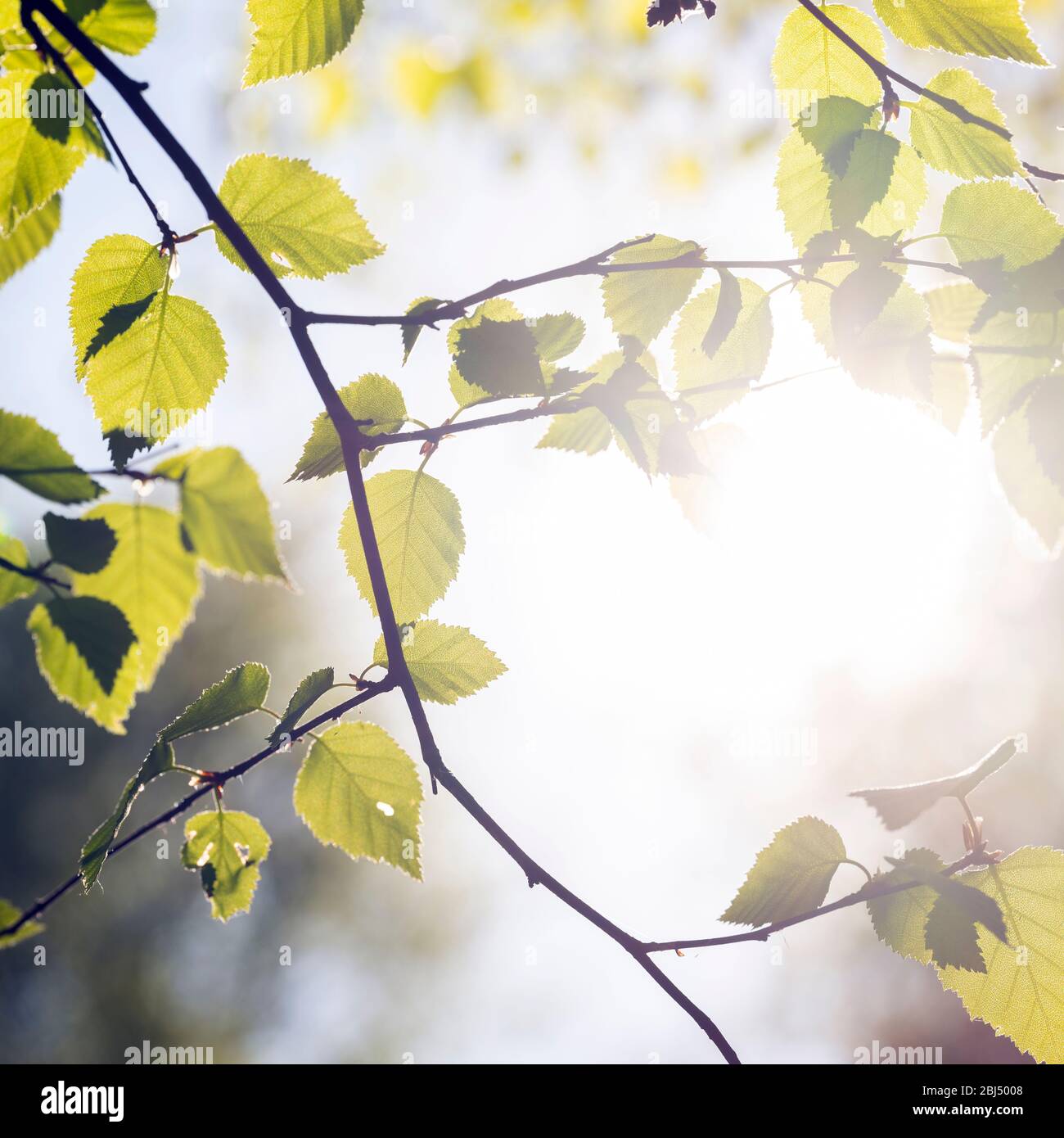 soft fresh green spring leaves of beech tree in sunlight with romantic ...