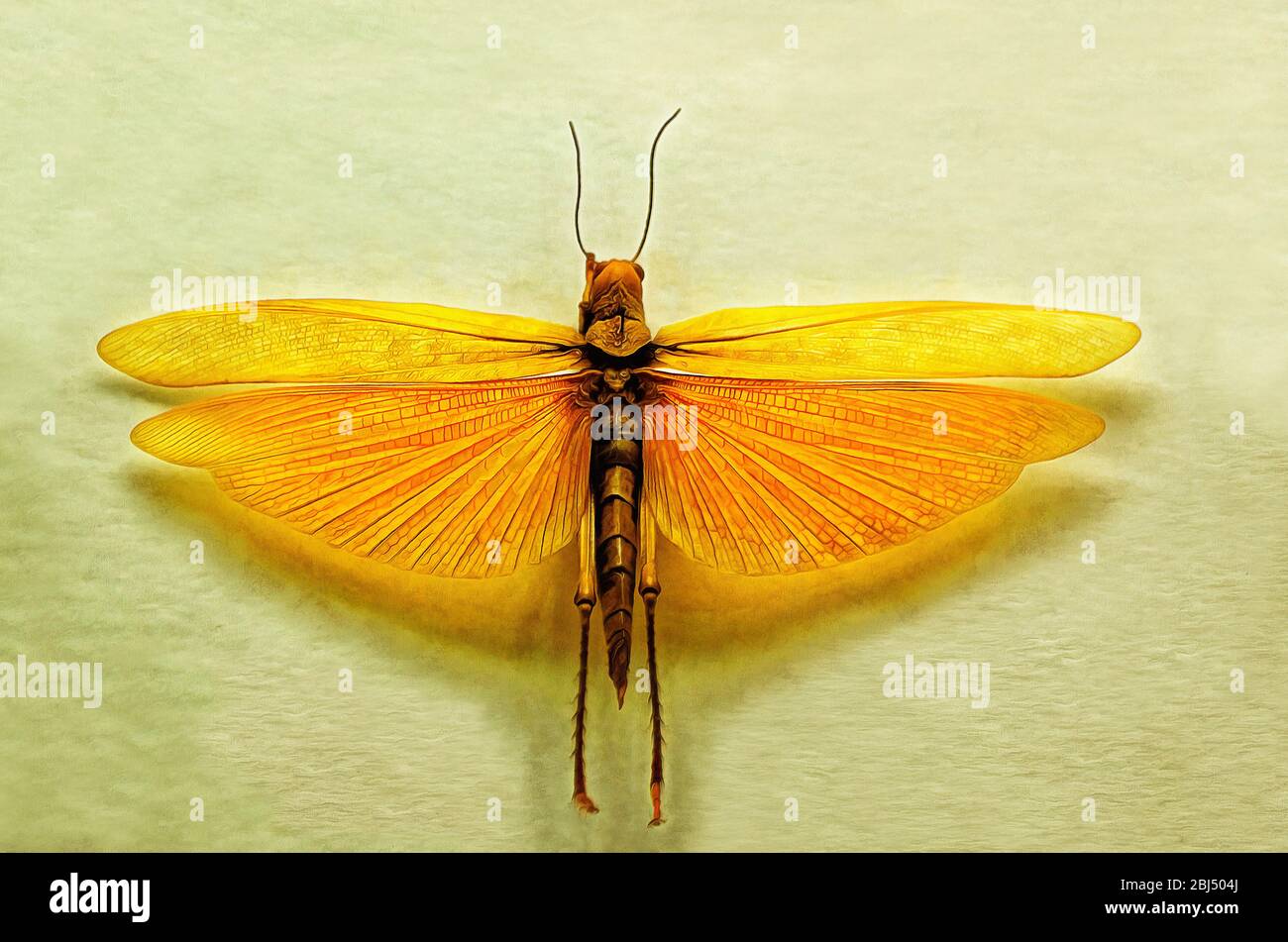 Real locust families hi-res stock photography and images - Alamy