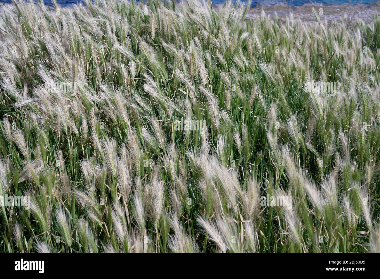 Coastal grass hi-res stock photography and images - Alamy