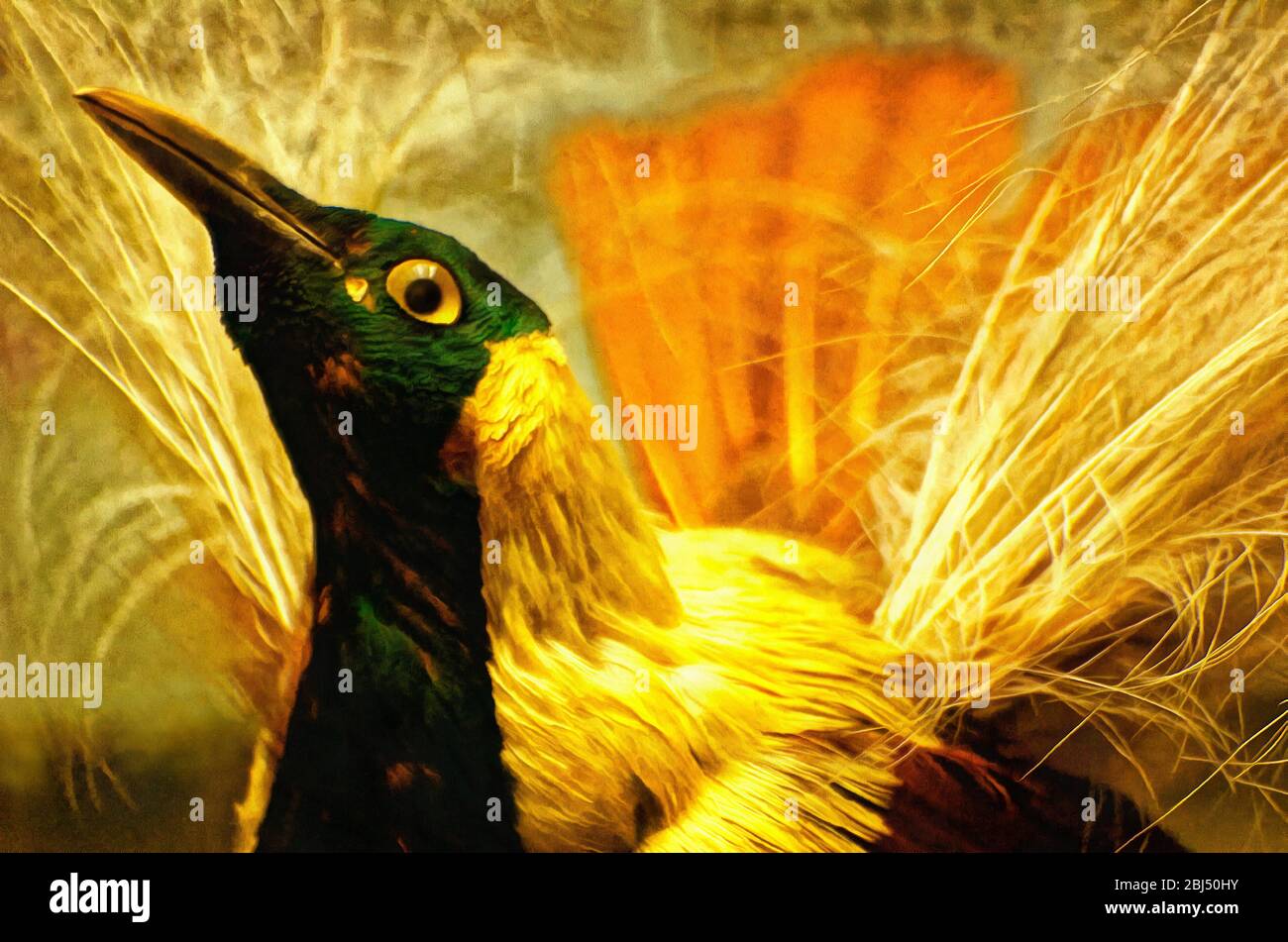 Family of birds of paradise hi-res stock photography and images - Alamy