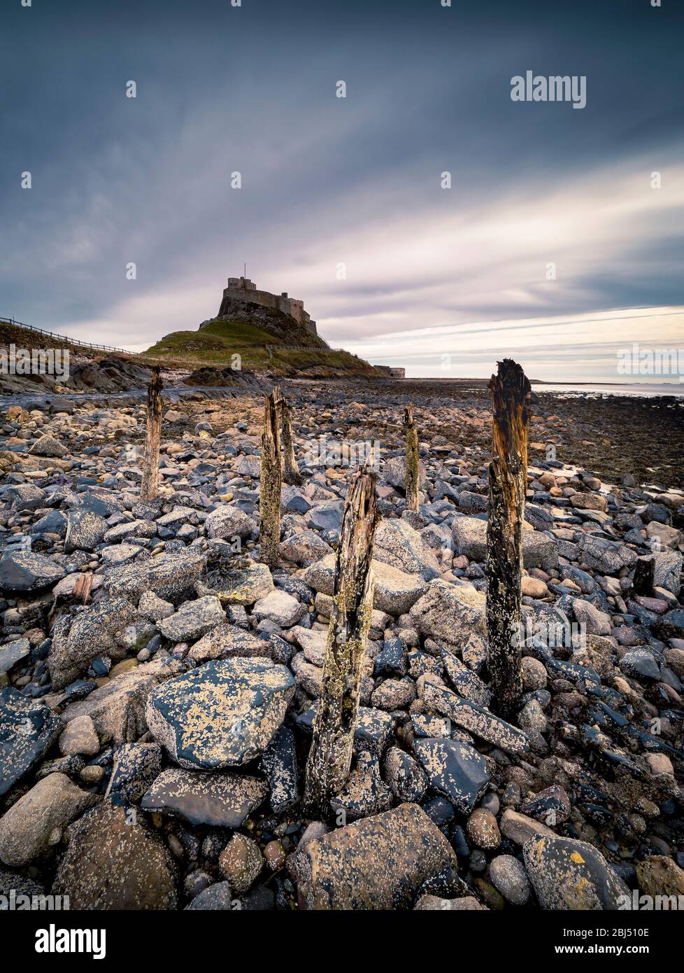 An old wooden mooring posts in front of Holy Island castle Stock Photo ...