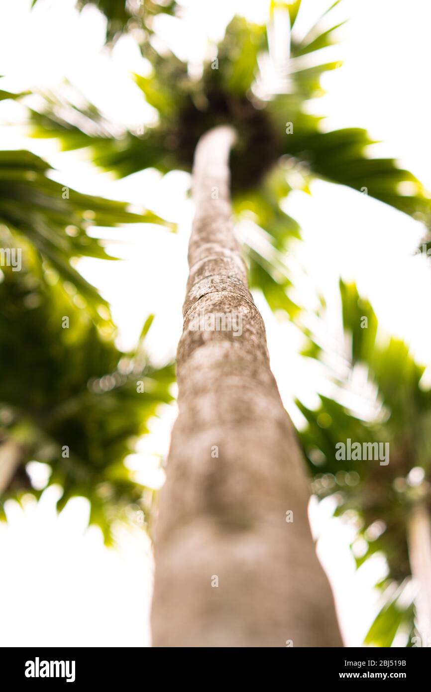 Papua new guinea betel nut hi-res stock photography and images - Alamy