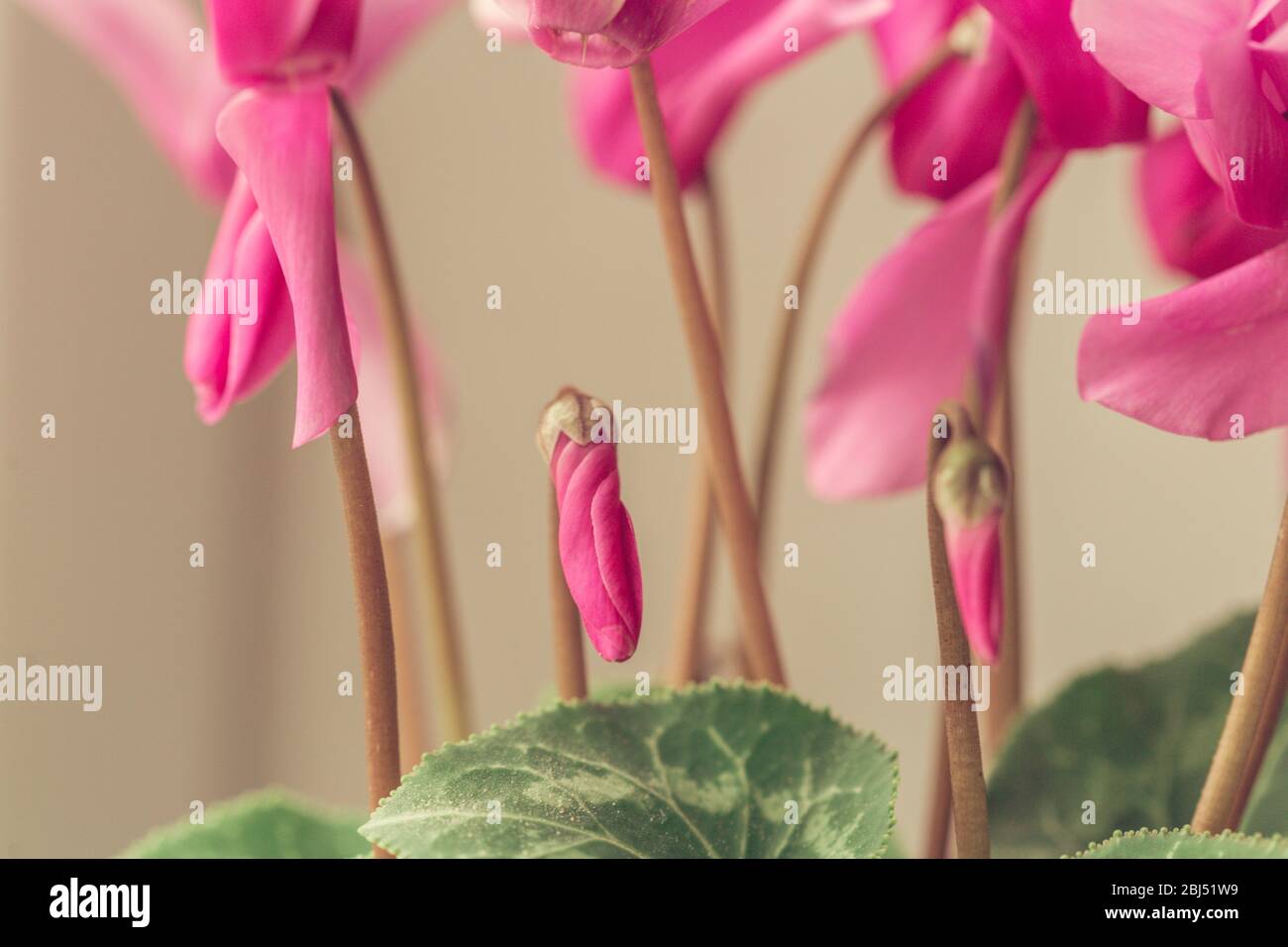 beautiful pink flowers in the garden with spring bokeh background Stock ...