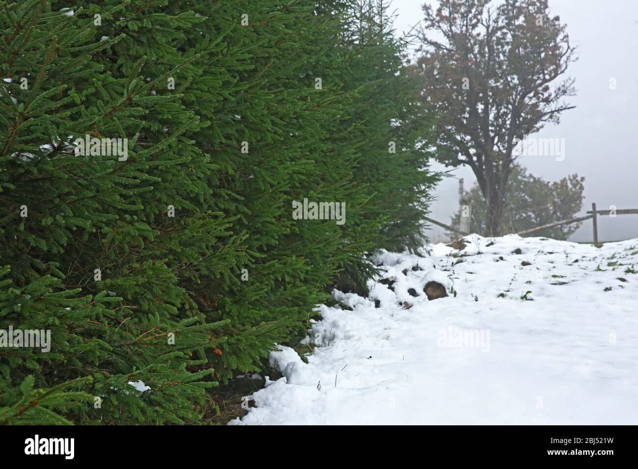 Fir trees in park Stock Photo - Alamy