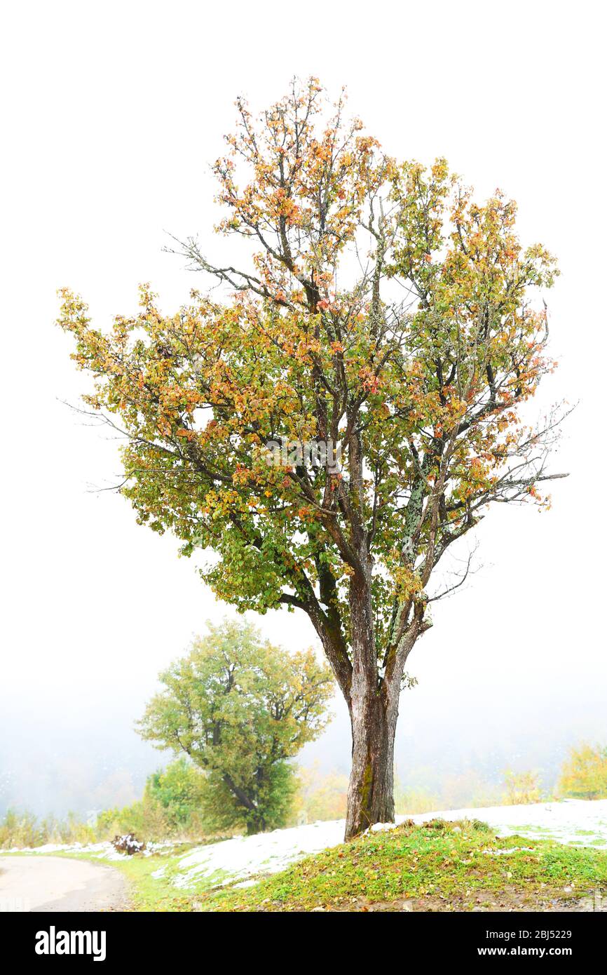 Tree on hillside Stock Photo - Alamy