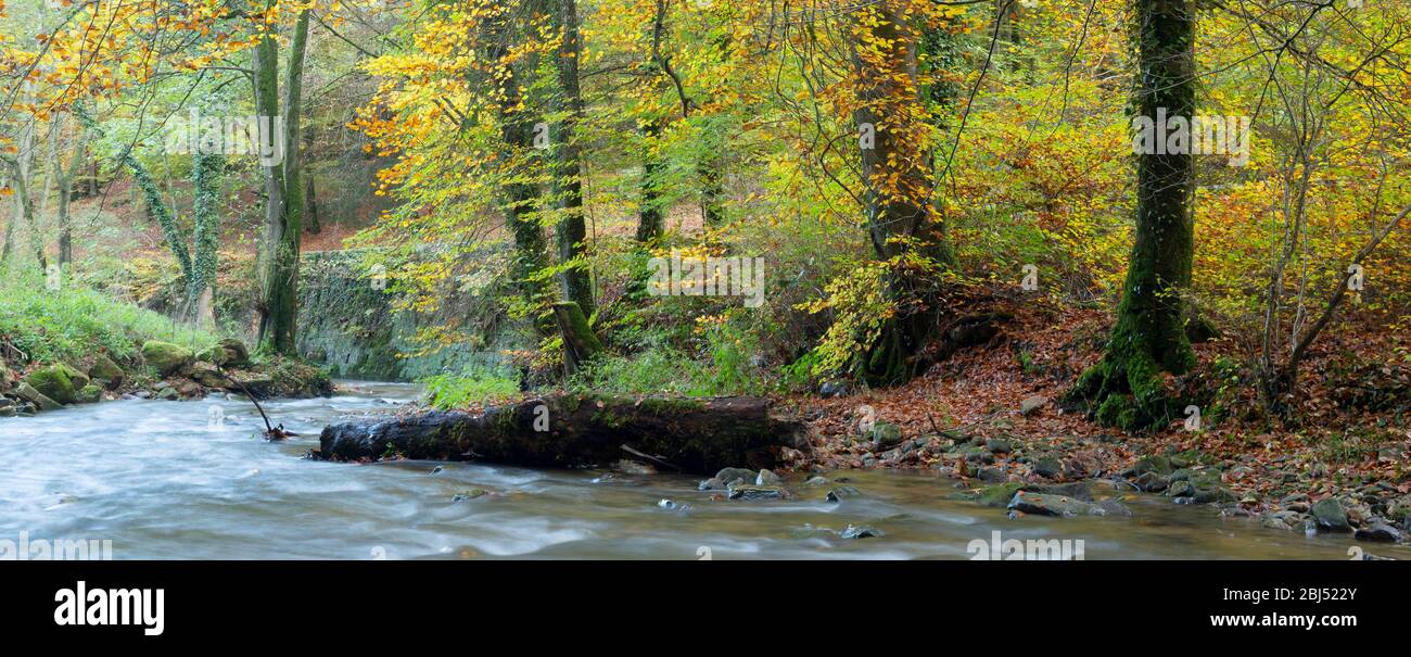 forest stream and beautiful autumn colors in the woods Stock Photo - Alamy
