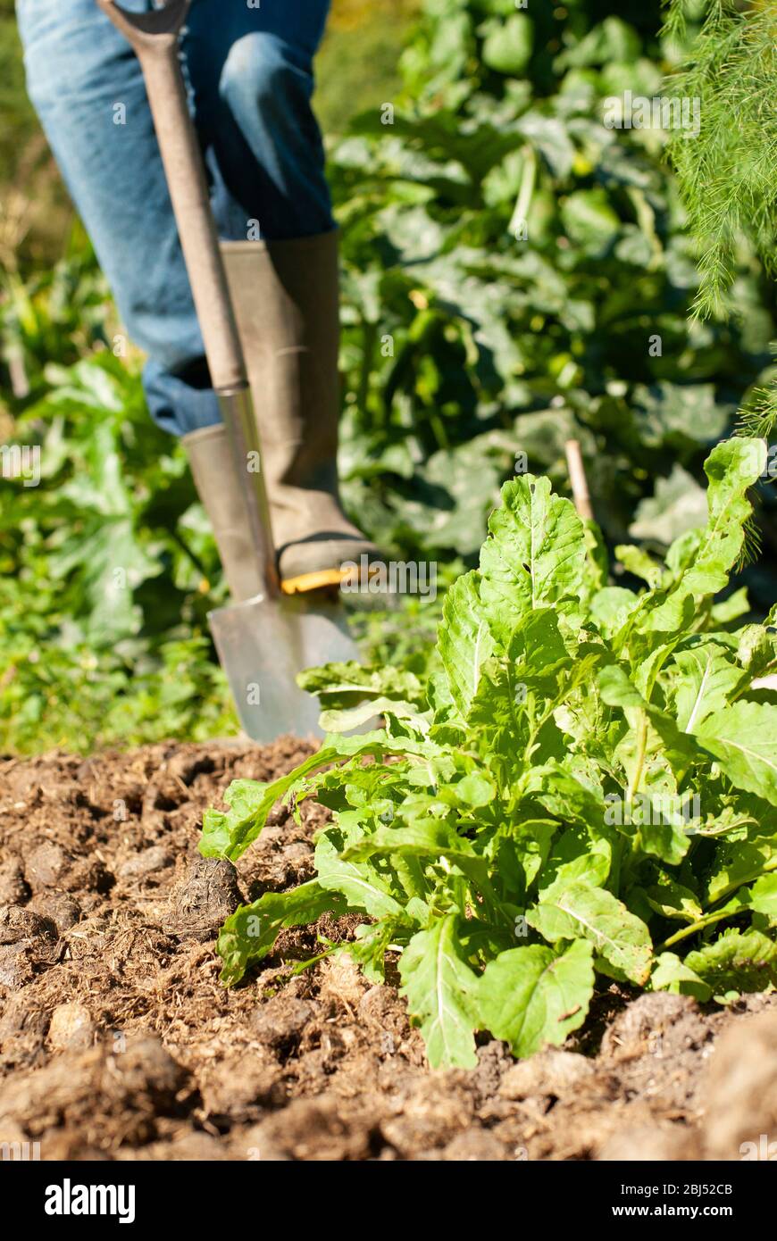 Green manure digging in hi-res stock photography and images - Alamy
