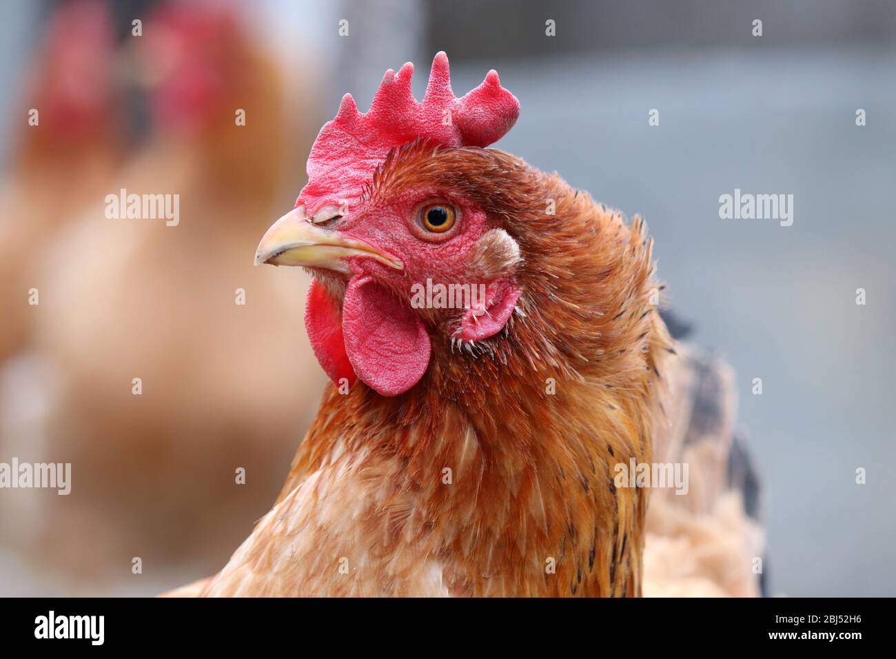 Chicken on the farm, poultry concept. Brown hen portrait Stock Photo ...