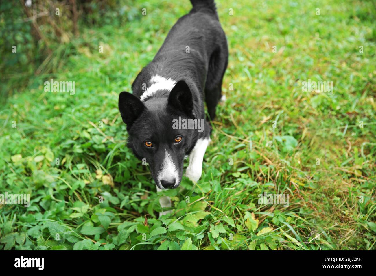 Stray dog, outdoors Stock Photo - Alamy