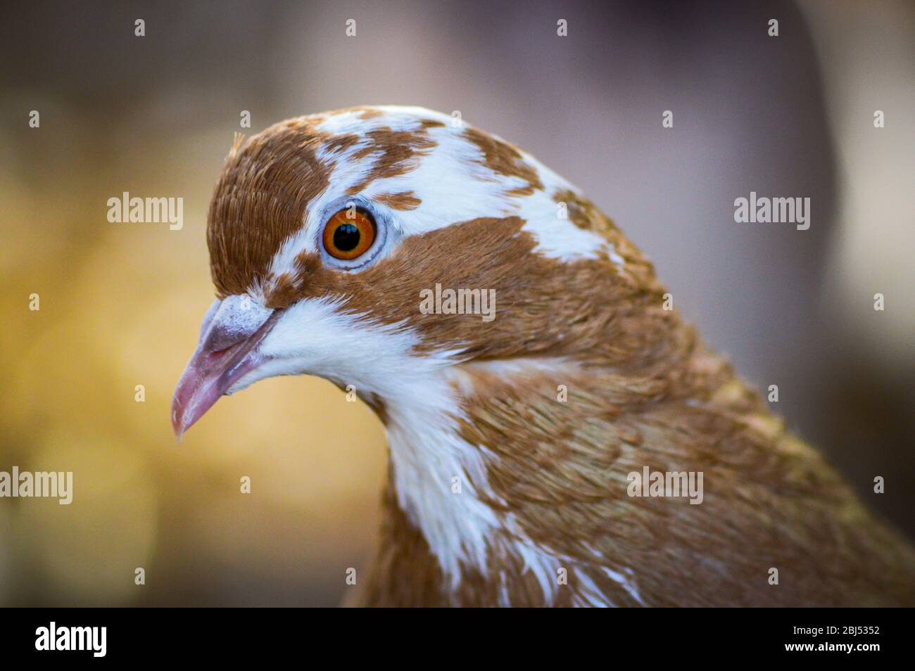 Beautiful eyes of a pigeon a close look Stock Photo - Alamy