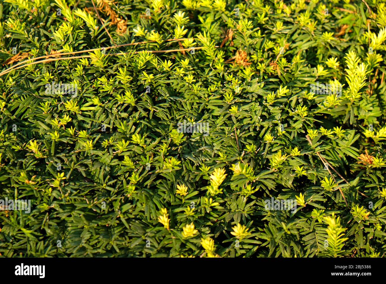 Green bush background Stock Photo - Alamy