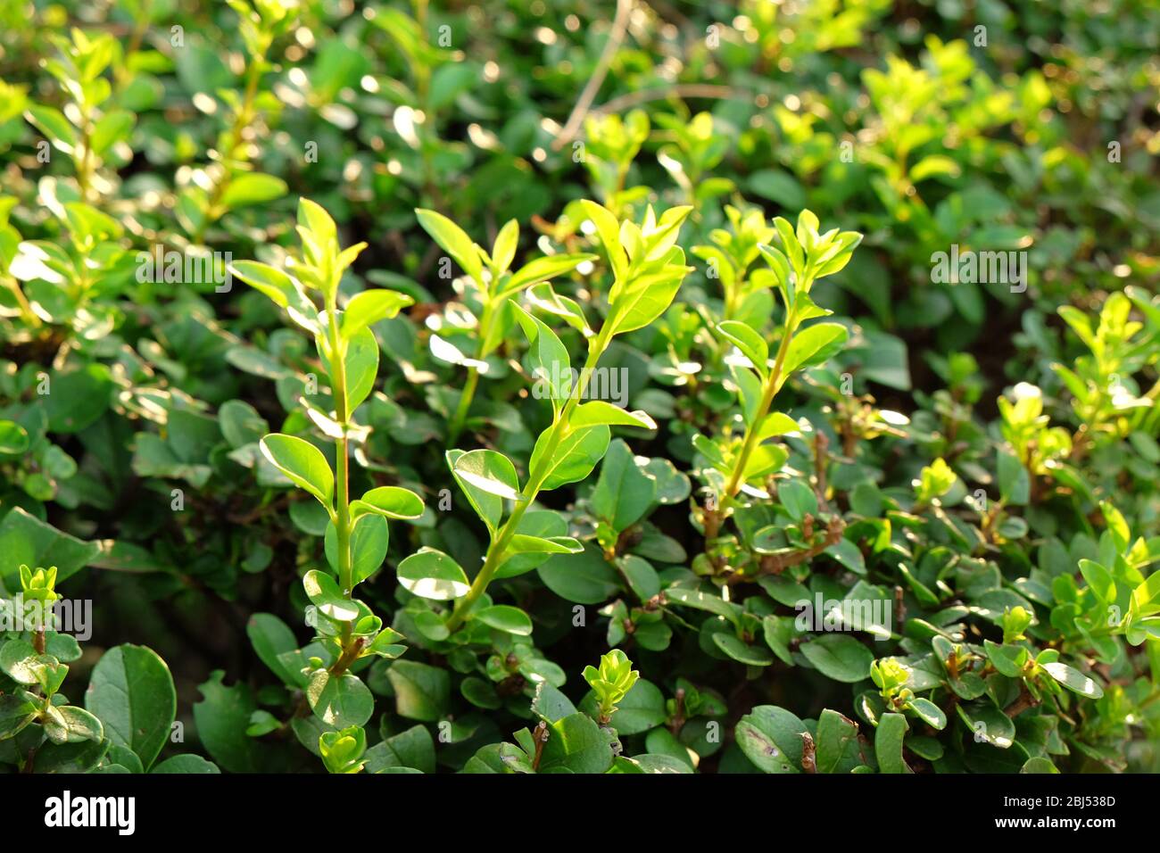 Green bush background Stock Photo - Alamy