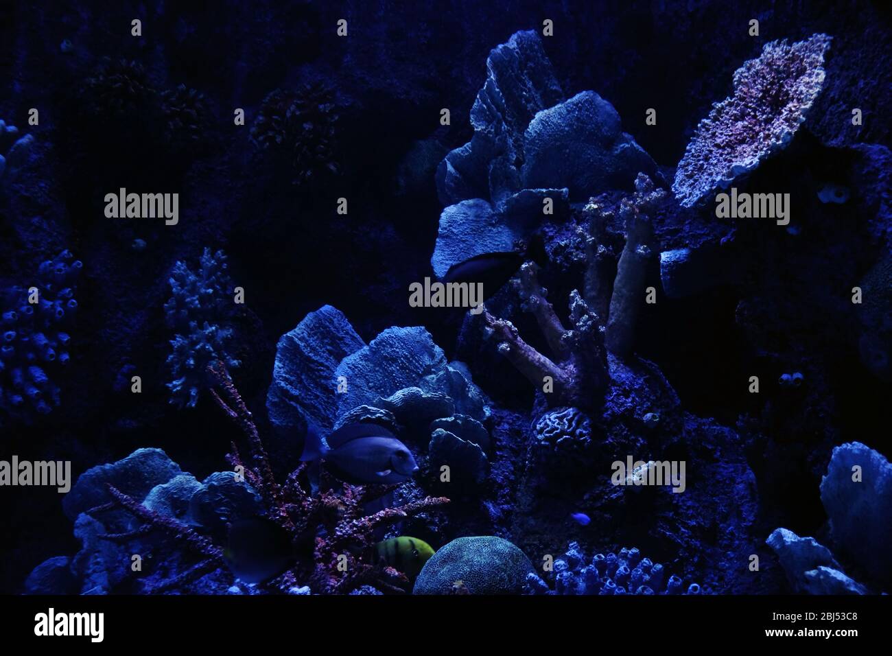 Corals under water Stock Photo - Alamy