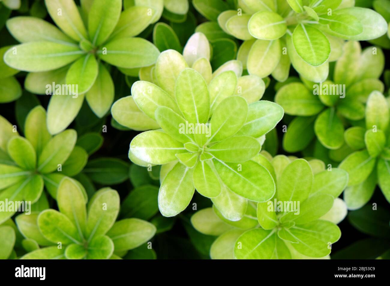 Green bush background Stock Photo - Alamy
