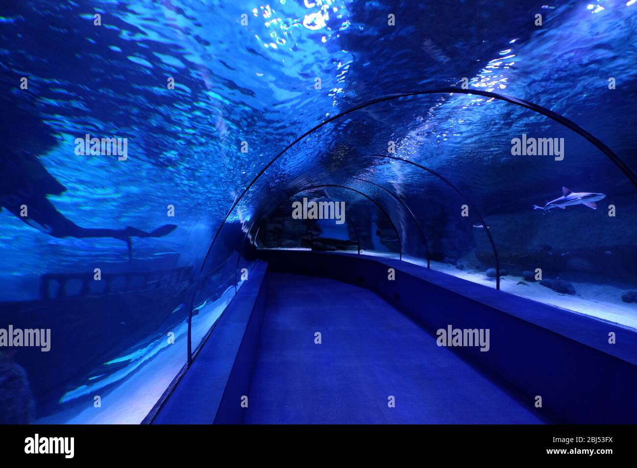 Children Sea Conservation Underwater High Resolution Stock Photography ...