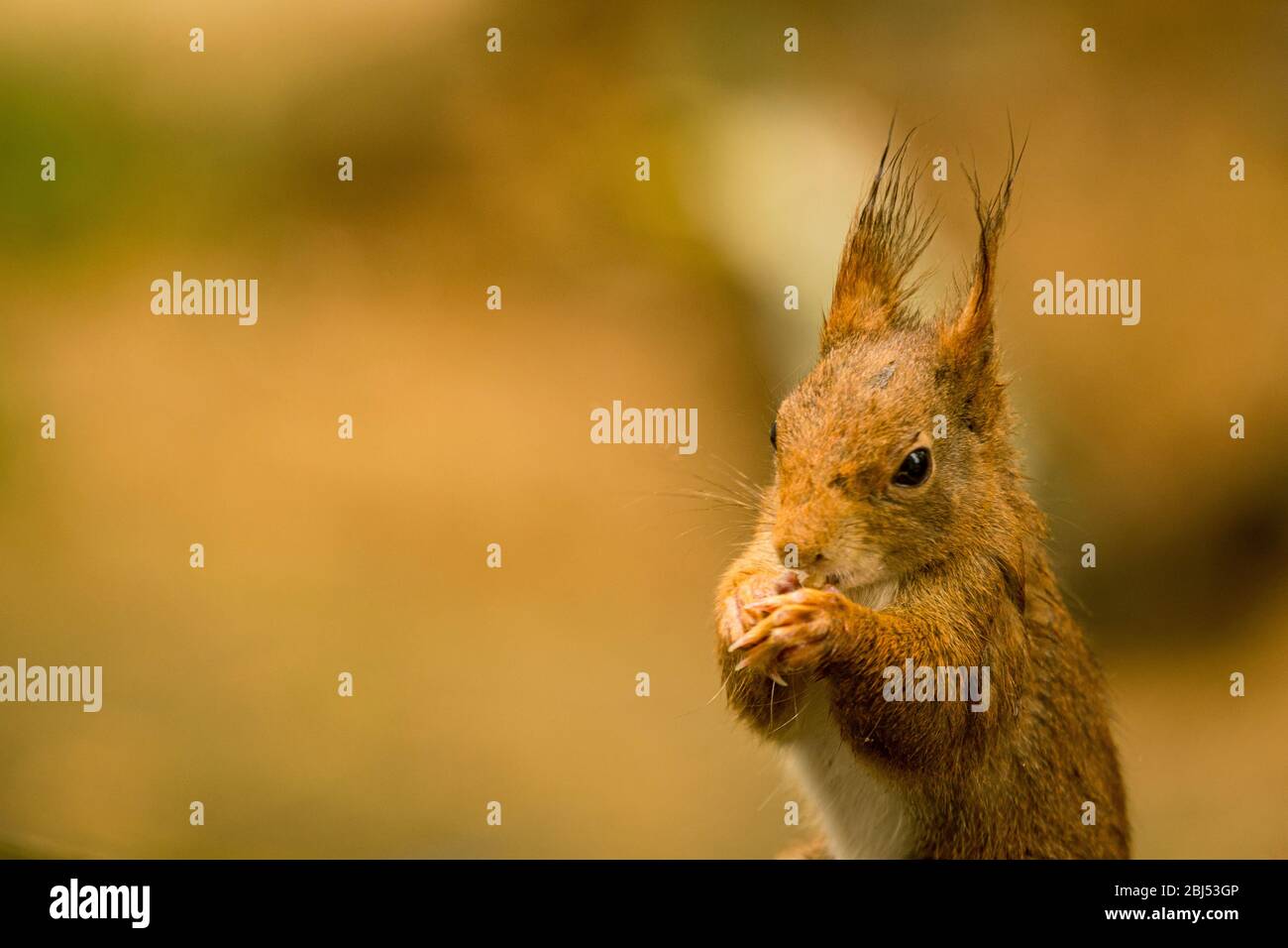 hungry squirrel with text free space Stock Photo - Alamy