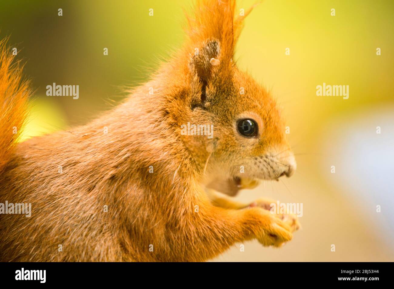 hungry squirrel with text free space Stock Photo - Alamy
