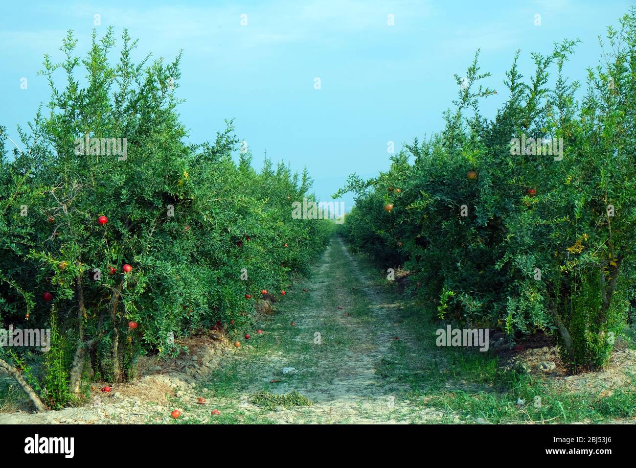 The pomegranate orchard Stock Photo - Alamy