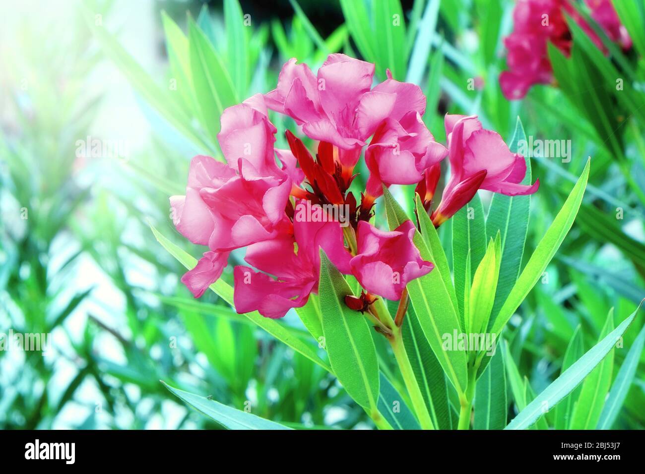 Beautiful flowers growing in the garden Stock Photo - Alamy